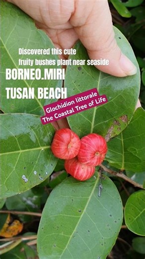 Tree of Life Glochidion littorale The Coastal #tropical #borneo #tusanbeach #nature #plants #shorts