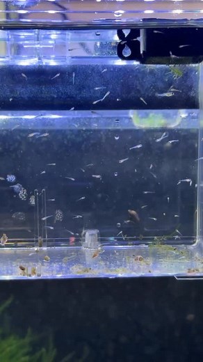 6.6K views · 364 reactions | This Breeder Box Is FULL of Celestial Pearl Danio Fry! #cpd #danio #fishbreeder #fishbreeding #dakuaquatics #fishkeeping #aquarium #aquariumhobby #fish #aquascape #freshwateraquarium #aquariumfish #plantedtank #aquariums #tropicalfish #fishkeeper #aquascaping #aquariumlife #plantedaquarium #nanofish #aquariumsofinstagram #freshwaterfish #freshwatertank #aquascaper #natureaquarium #freshwater #fishofinstagram #nature #nanotank #fishroom | Daku Aquatics | Facebook