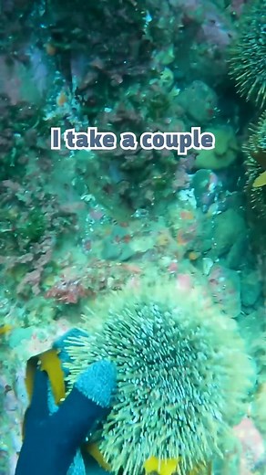 237K views · 4.4K reactions | Look at these incredibles Abalones I found in New Zealand! #SeaUrchin #abaloneshell #seafood #fishinglife | Outdoor Chef Life | Facebook