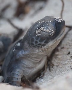 114K views · 4.2K reactions | But first, coffee ☕ Thank you Mark Fitz Photography for bringing this joy into our day, we didn’t realise how much we needed to see a baby turtle yawn  This little sleepyhead was spotted on Heron Island in Visit Queensland, Australia, where turtle hatching season is in full swing. | Australia.com | Facebook