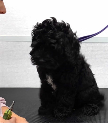 Cockapoo Bath Time: Meet Theo the Adorable Puppy