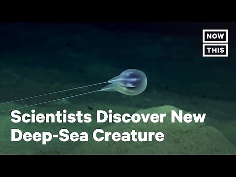 Scientists Discover New Deep-Sea Creature | NowThis