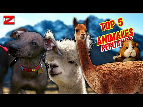 🥰TOP 5 animales peruanos