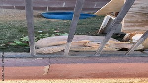 Majestic Turtle in Outdoor Enclosure: Captivating Reel Video of a Light Tan Large Turtle, Gray Turtle moving around in a cage, Beautifully aged turtle in an outdoor space