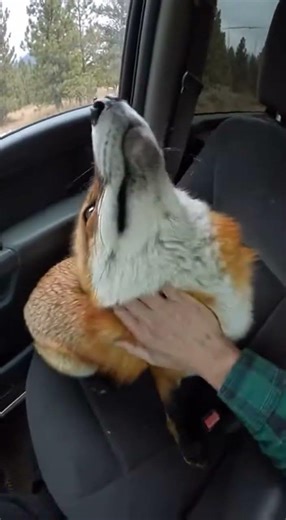 The Glass Barrier: A Wolf's Defeat and a Fox's Salvation