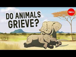 Can other animals understand death? - Barbara J. King