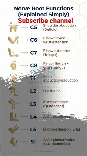 nerve root function explain simply👈🏻 #neuroassessment #neuroanatomy #physiotherapy treatment