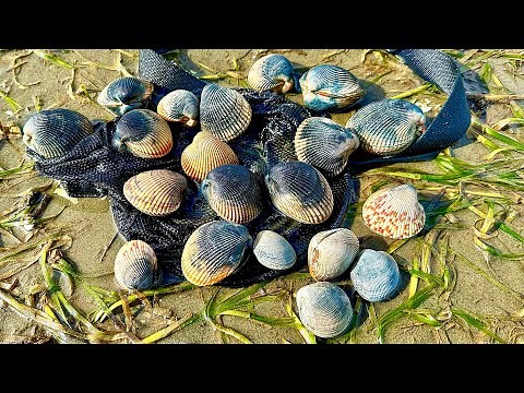 Digging for Cockles and Clams - Netarts Bay Oregon Coast