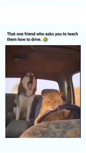 Universal Laughs | The video is a hilarious representation of teaching a friend how to drive. It features an intense-looking cat behind the wheel,... | Instagram