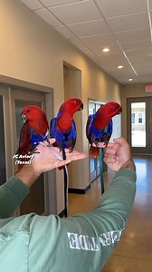 6.9K views · 99 reactions | Absolutely gorgeous female eclectus parrot babies 殺 • • •For questions please see our website or call us!! (www.Jcaviary.com) 512-956-0937 No texting/dms • • #femaleeclectus #eclectusparrot #babyeclectus #eclectusofinstagram #solomonislandeclectus #babyeclectusparrot #aviatorharness #jcaviary #birdsphotography | JC Aviary | Facebook