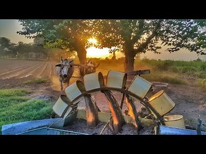 Rahat Water Wheel Irrigation System | Traditional Old Method of Irrigation