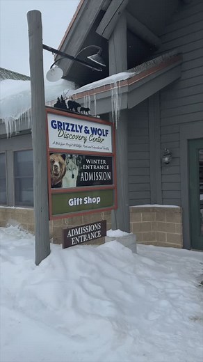 3.3K reactions · 357 shares | See grizzly bears, gray wolves and other wildlife at the Grizzly & Wolf Discovery Center in West Yellowstone. It’s an unforgettable experience where you can learn about these incredible animals — many of whom can’t survive in the wild and serve as ambassadors for their wild counterparts. | Montana's Yellowstone Country | Facebook
