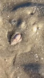 15 reactions | The Lettered Olive shells have a thick shell with a...