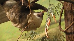 ICYMI on #PhillyZooAt2: Here's Latte, our female Hoffmann's two-toed sloth, enjoying a sweet potato for lunch 🧡 | Philadelphia Zoo