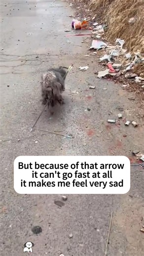 Fulll viideo here👇👇 https://rescuepets.moicaucachep.com/1715/12/ My wife rescued dog #tiktok #fyp #dog #Foryou #rescuedog part1 See part 2 in the comments below.👇👇 | Paw Patrol Shelter