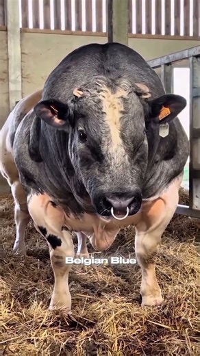 The Bodybuilder Cow 💪🐮 #Shorts