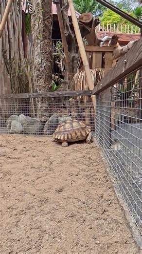 Zoo torts living their best slow-and-steady lives 🐢🌿 Big shells, calm vibes, zero rush #ZooTortoise #TortoiseLife #ShellGiants #SlowLife #fblifestyle | Leaf and Twig - Tortoise Twins