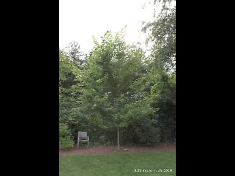 Autumn Blaze Maple Tree - 8.5 Years of Growth