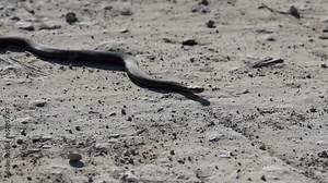 aggressive snake crawling along the sandy road. Snake in nature. Dice snake crawling on road. European viper snake