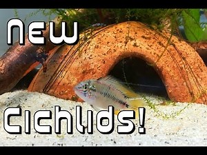 New Cichlids ! ( Apistogramma borellii )