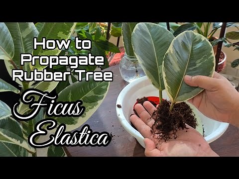 How to Propagate Rubber Tree | Ficus Elastica Variegata - Tineke