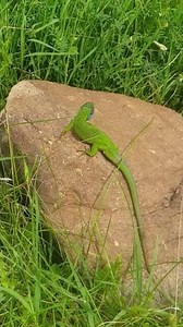 Green lizard - slow motion