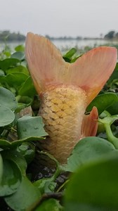 Wow Lucky Fisherman Catch Big Fish In Pond. amazing Fishing Video.#fish #fishing #catch #reels | Fisherman Animal Lover-Original