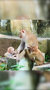 2.6K views · 62 reactions | Hungry baby monkey tried to have milk but mum rejected it. Part 15 | Monkey Magic | Facebook