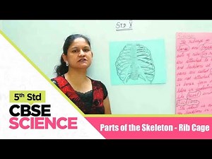 5th Std CBSE Science Syllabus | Parts of the Skeleton - Rib Cage | CBSE Syllabus Part -27