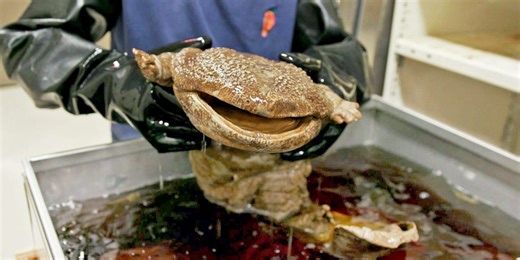 Why 11 million embalmed specimens are stored at the Field Museum