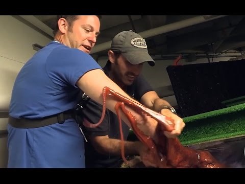 Getting Suckered By A Giant Octopus! | Big Blue Live | BBC Earth Explore