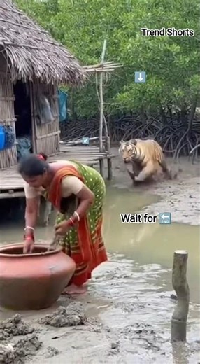On Camera 🐅 Sudden Tiger Attack Outside Village Home! 😱 #shorts