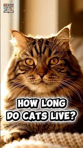 How Long Do Cats Live? 🐱 The Truth About Cat Lifespan #CatFacts #CatCare