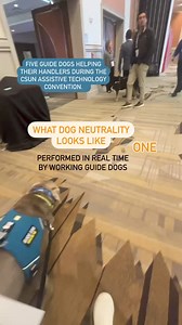 75K views · 1.5K reactions | Dog neutrality is so important for any...