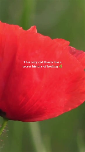 The poppy: beautiful in the field, powerful in herbal tradition 🌺 Known for calming, soothing, and restoring balance. 🌿 #NursesHerbalNotes Not all poppies are created equal — poppy teas sold for relaxation are safe in small amounts, but stronger poppy preparations are medicine and not meant for home use. Always check your source   enjoy responsibly 🌿. #herbalremedies #functionalwellness #cottagecoreaesthetic #yourfunctionalnurse
