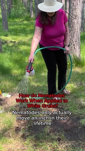 How do Nematodes Work? #gardeningtips #gardeninghacks #nematodes #gardening #whitegrubs #pestcontrol #grasstok #grass