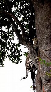 1 leopard vs lion | HOLY CROSS GAME FARM