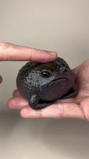 I turned this avocado into an angry avocado. 🥑🐸 My love for rain frogs runs deep. This Tsitsikama was sculpted from clay, cast in gypsum and painted with acrylics. 🖤 #rainfrog #rainfrogs #frogsoftiktok #frogs #blackrainfrog #imangryavocado #animalart #frogart