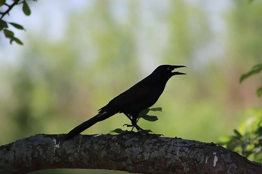 7 Black Birds That Look Like Crows