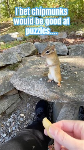 Chipmunk Eating