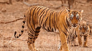 Possession of tiger claw and other wildlife articles: What you need to know | Explained