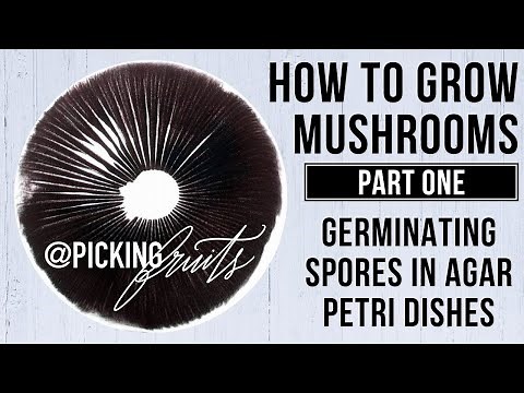 How To Grow Mushrooms: Part One: Germinating Spores In Agar Petri Dishes