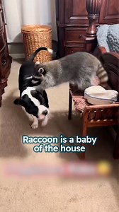 Rescue raccoon makes the whole family laugh 😂 #raccoon #petfriends #cuddlebuddies | Cuddle Buddies
