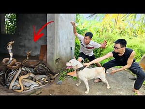 3 Brave Hunters Use Pitbull to Catch 100 King Cobras In Abandoned House