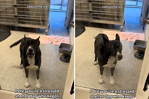 Dog keeps getting overlooked at shelter—now he's “fading in the background”