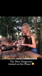 102K views · 14K reactions | The Most Dangerous Animal on this Planet: danger of too much love that is 殺 #wolf #wolves #wolfdogs | Anneka Svenska | Facebook