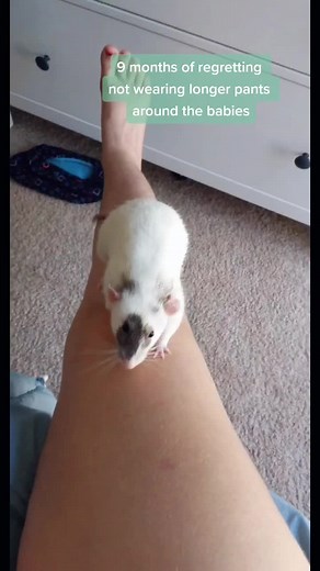 SqueakyKings on TikTok