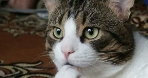 Un gato buscando redes Wifi, haciendo Wardriving