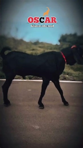 राजाकडे वजीर असतो… 👑 | OSCAR 🐐#Shorts #GoatShorts #OscarGoat #KingOfBreeding #MarathiShorts