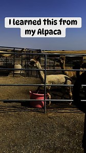 6.2K views · 229 reactions | How to make toe jam water. 1. Fill bucket with clean water 2. Step into the clean water bucket 3. Sswish the water around with your feet, washing all toe jam into the water. 4. Share with friends | Funky Chicken | Facebook